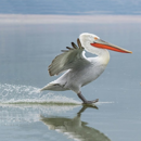 动物Dev生存法则 