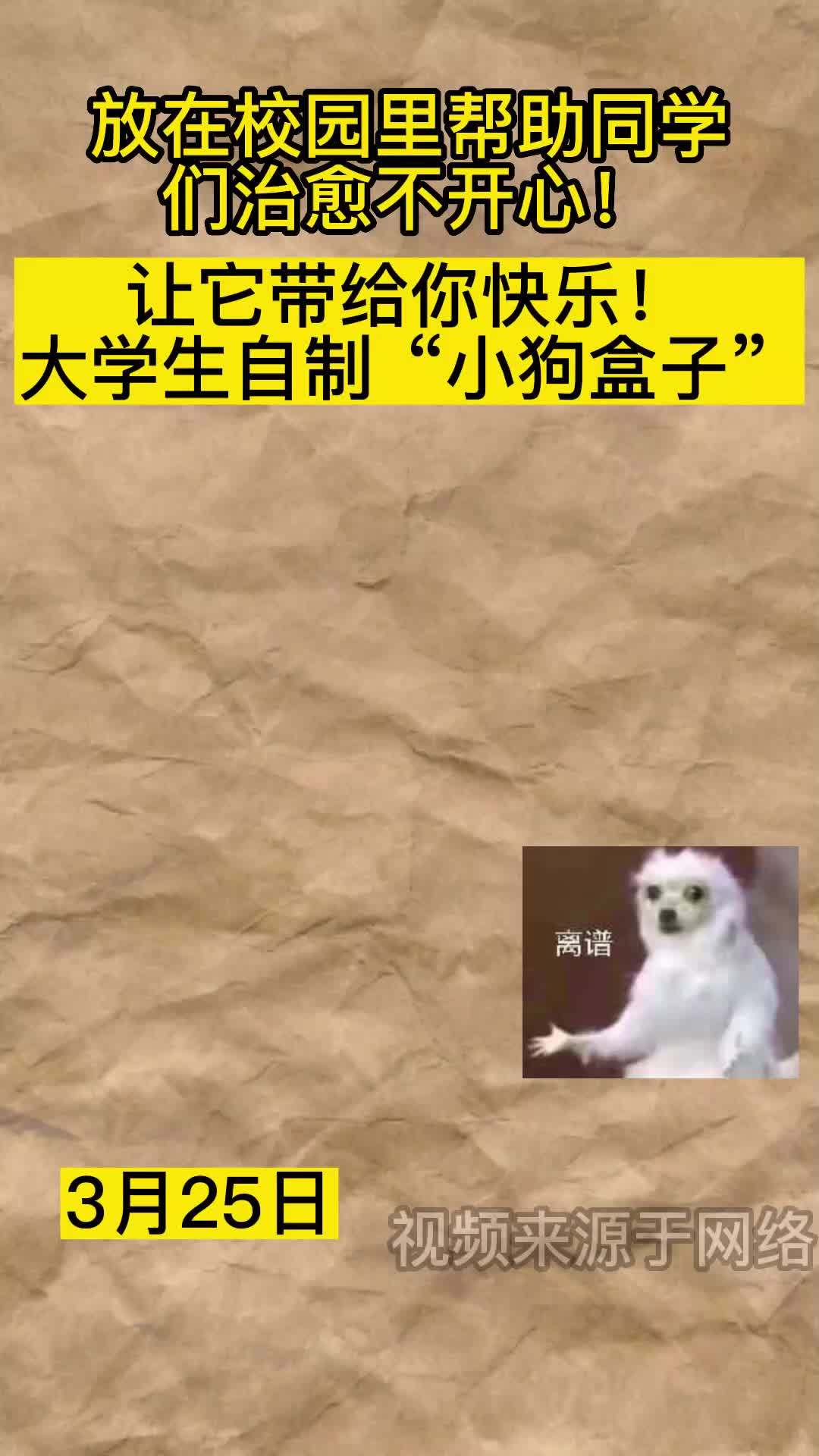 让它带给你快乐!大学生自制"小狗盒子"