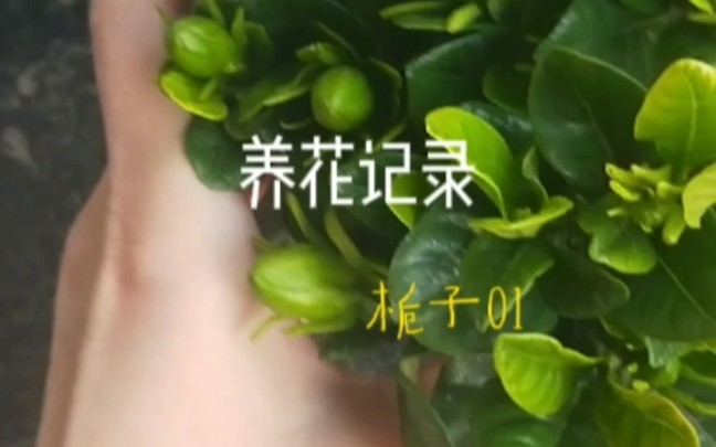 新手养花记录01【栀子花】 植树节快乐!