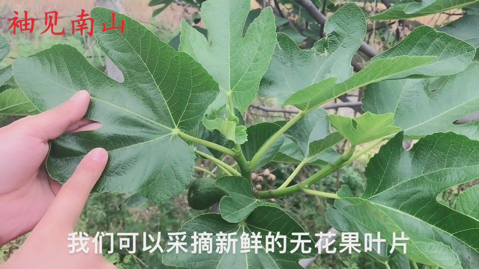 刚知道,被忽略的“无花果”叶,用途如此厉害?值得收藏