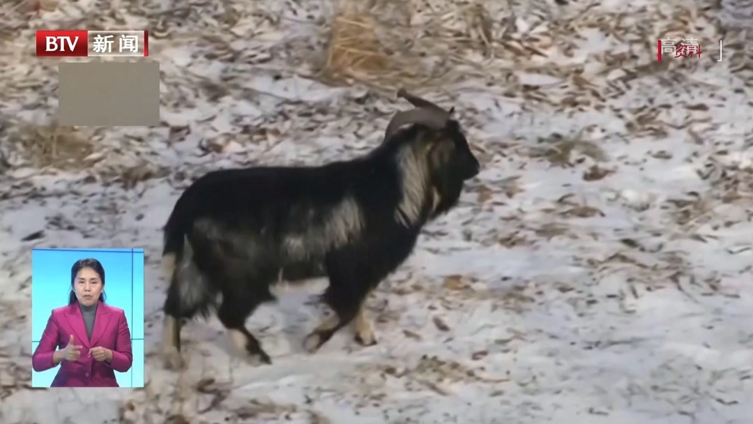 俄罗斯“网红”山羊死亡 曾因“与虎共舞”风靡网络