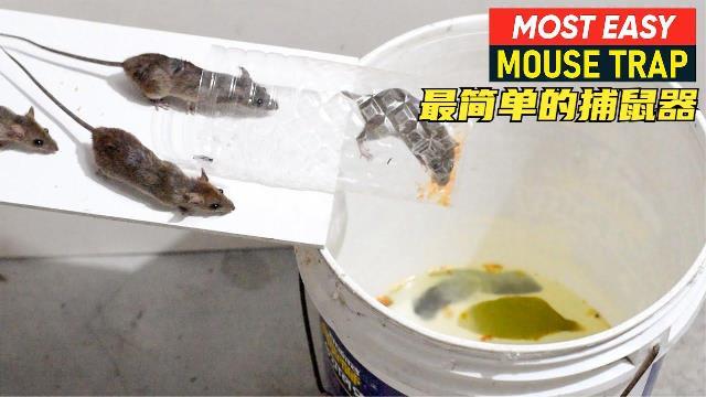 实用的小技巧,最简单的捕鼠器,轻轻松松灭掉家里的"小偷"