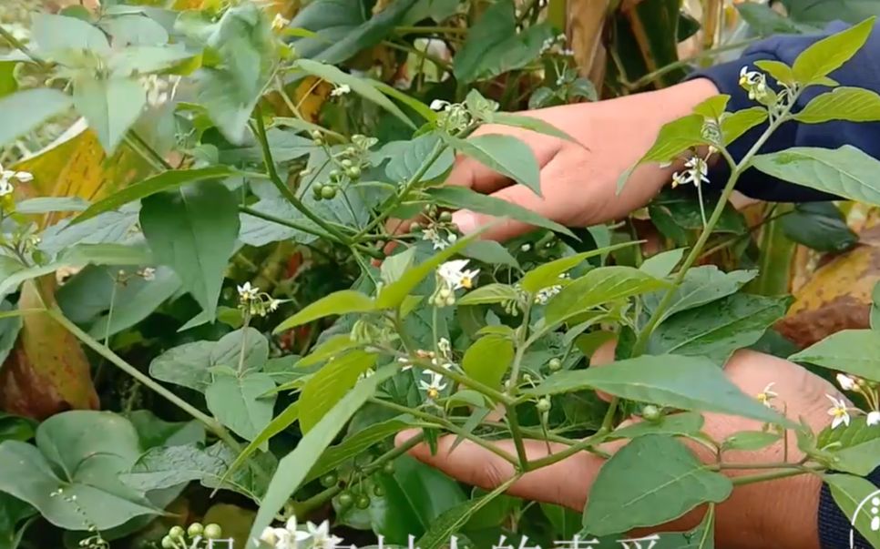 农村常见植物,叶子似辣椒叶,浑身都是宝,这些用途你了解了吗