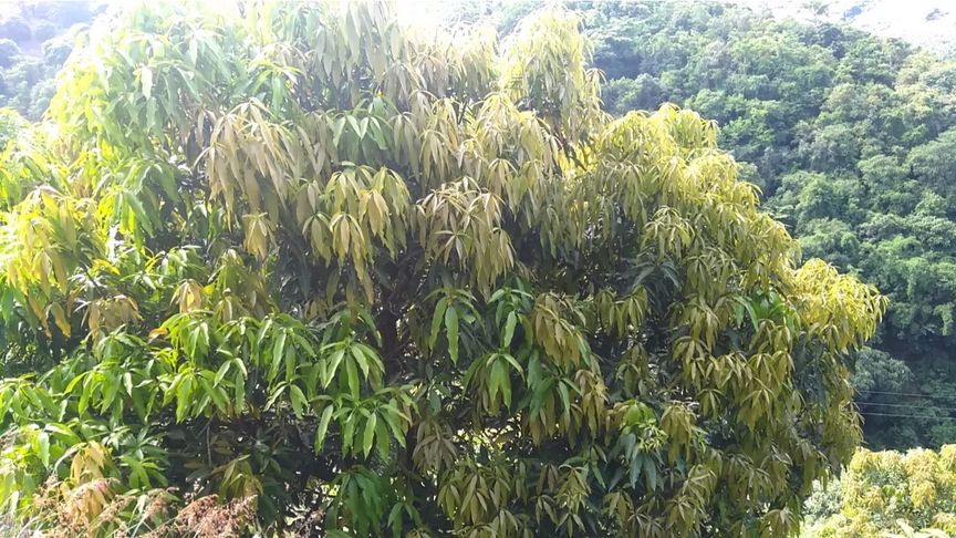元阳芒果树