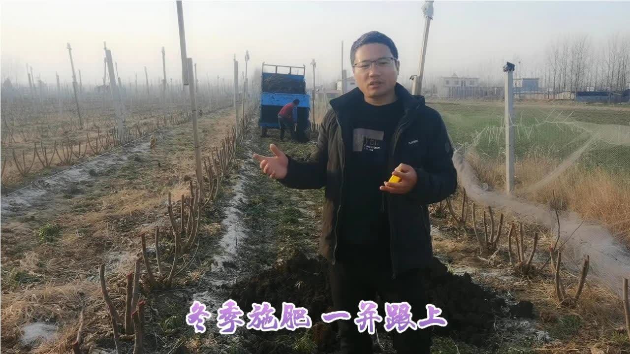 无花果修剪完冬季施肥不能少?多少人没做好这一步,...