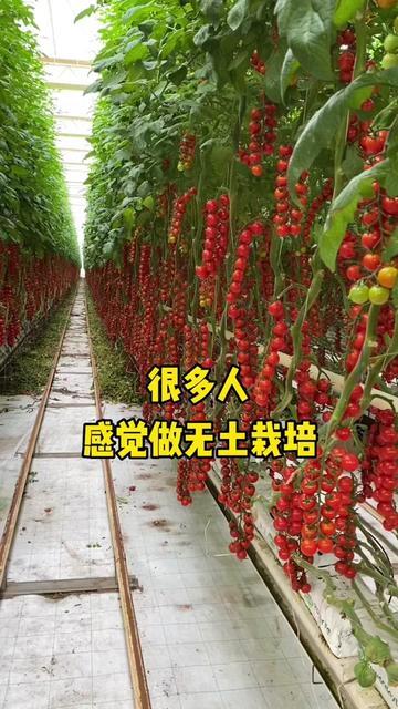 无土栽培模式多种多样、要依据自己的实际情况去选择适合自己的模式