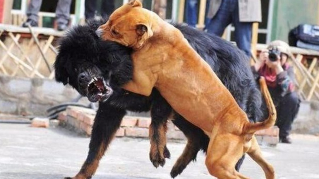 比特犬大战凶猛的藏獒,结果场面一度失控!