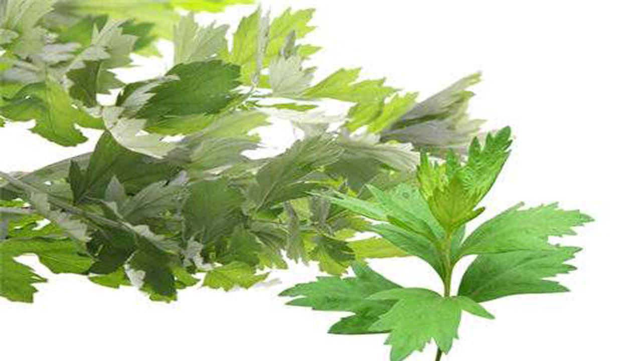 农村随处可见的艾叶,竟有这些功效,女人要常用