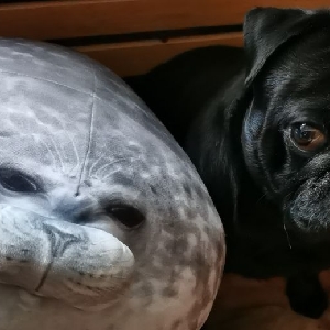 蒙北冰种苹果派 