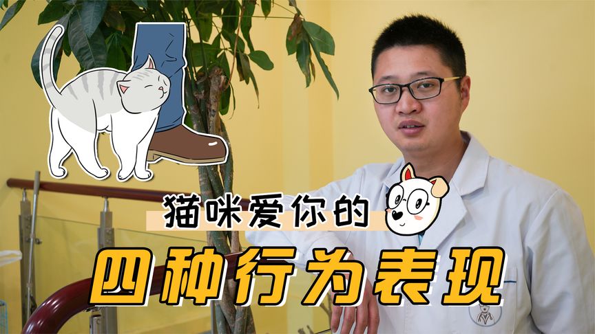 你家猫咪有这4种表现,说明它真的很爱你