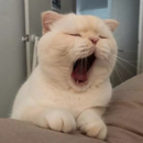 喵呜小姐姐m 