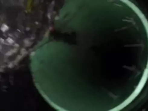 慈善组织花费33小时成功救出困在排水道的小猫(中文字幕)