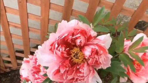 牡丹花养殖方法和技巧