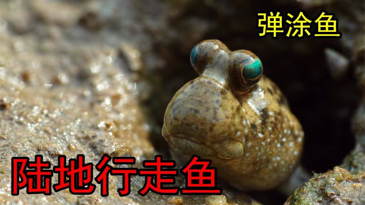 弹涂鱼:陆地行走鱼类,两栖动物的祖先,别称“跳跳鱼”