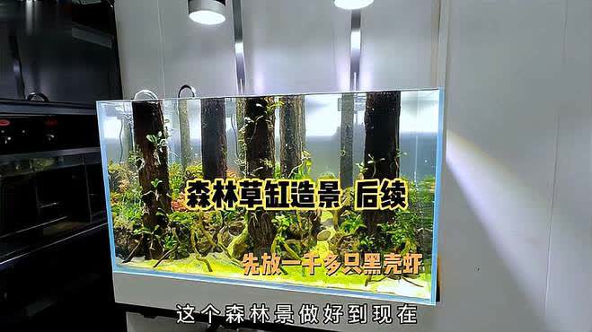 森林草缸造景,开缸十天以后的样子…黑壳虾大军来了…