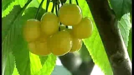 樱桃种植技术 樱桃种植收益 栽培管理 疾病防治及用药管理