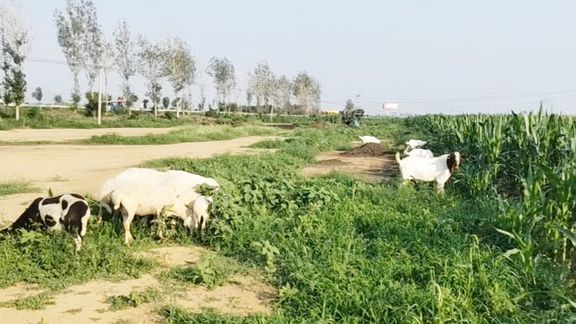 养羊赚钱么?农村老人说出真实收入,是实话么?