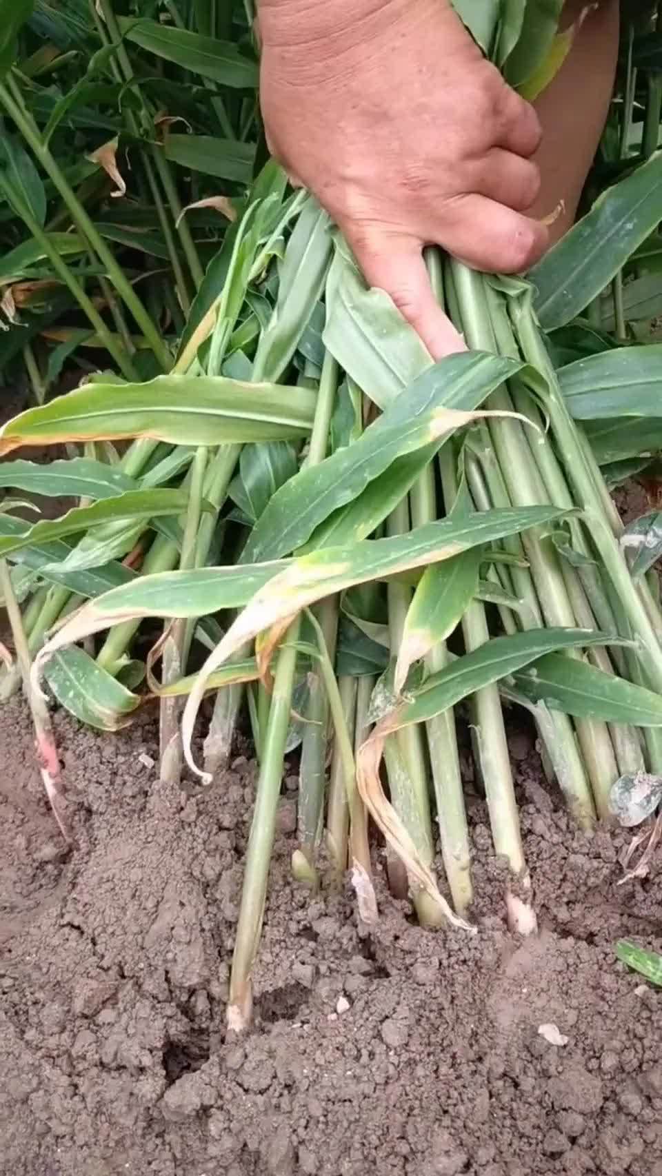 厨房必备的调料,大家认识吗?