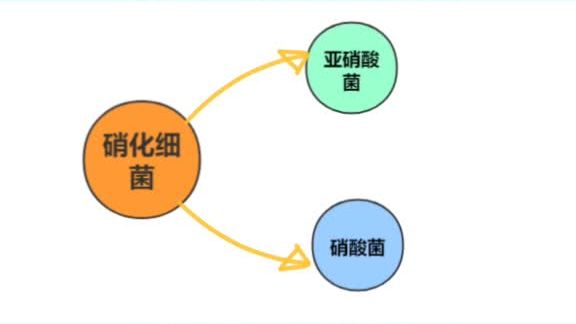 水产知识:什么是硝化细菌?#水产 #养殖#养鱼 #养虾 #养殖技术
