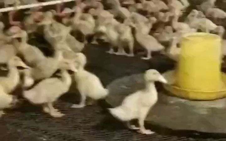 鸭子肺脏发黑是什么原因引起的 肉鸭心包积液黑肺是什么病 鸭子肺部...
