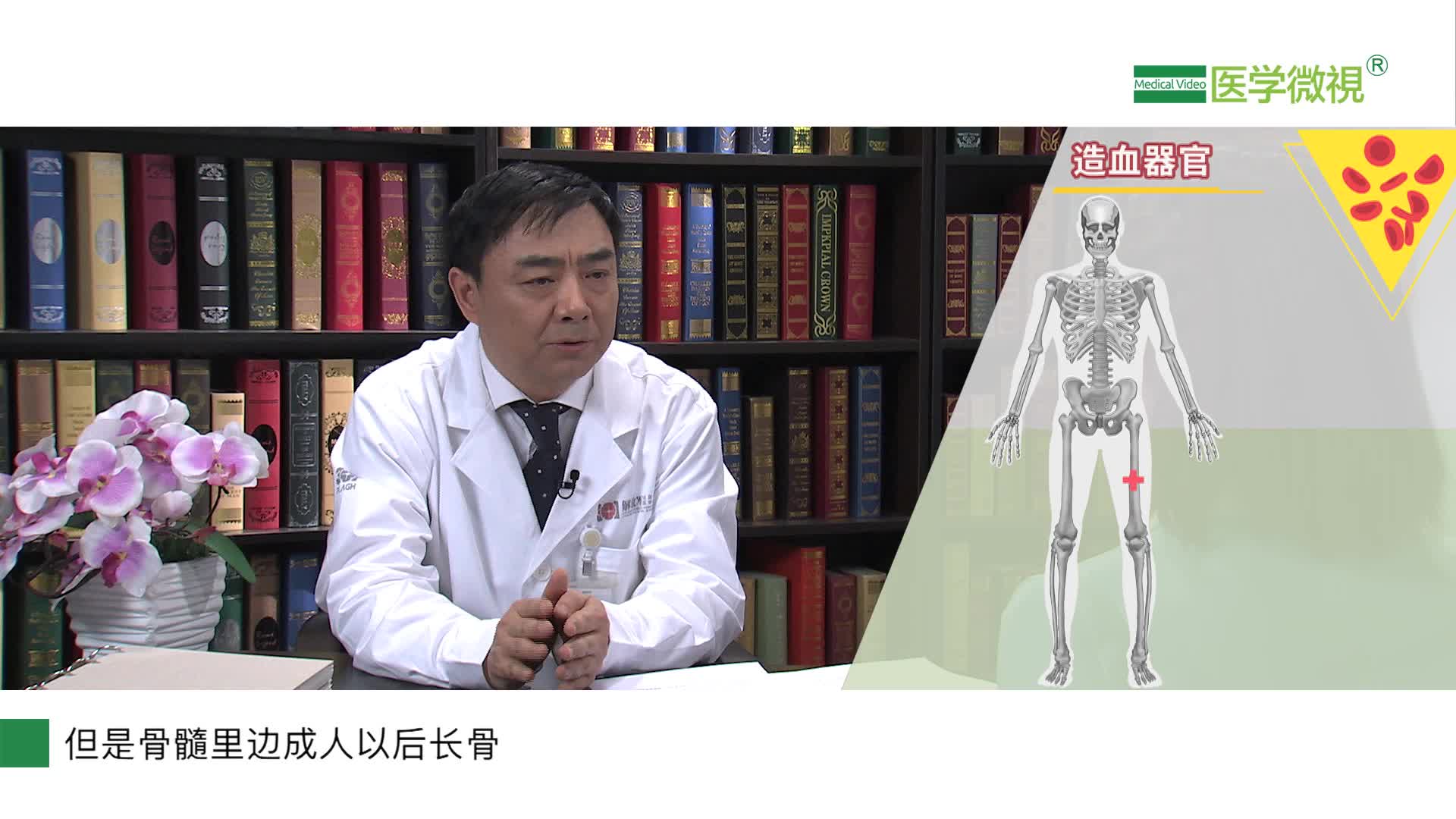 【医学微视】人体的造血器官主要有哪些?