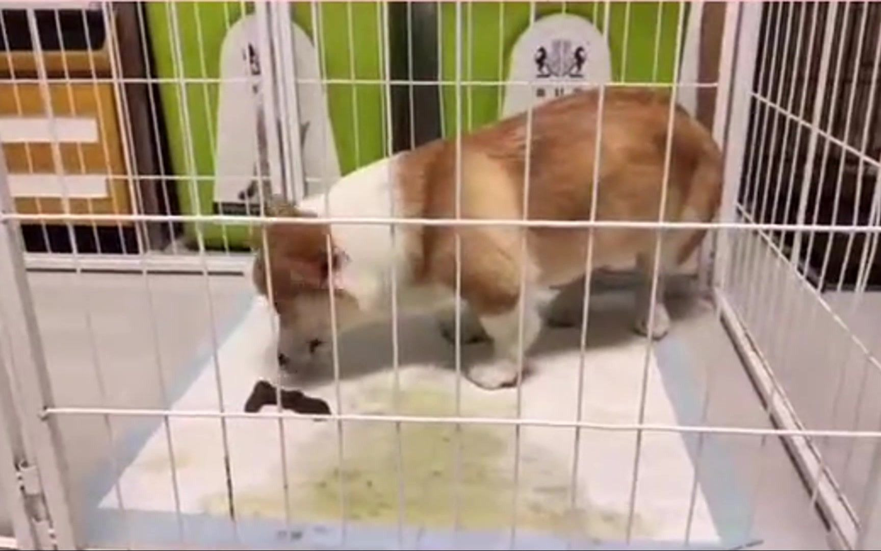 柯基随地大小便怎么办 柯基犬训练大小便视频教程