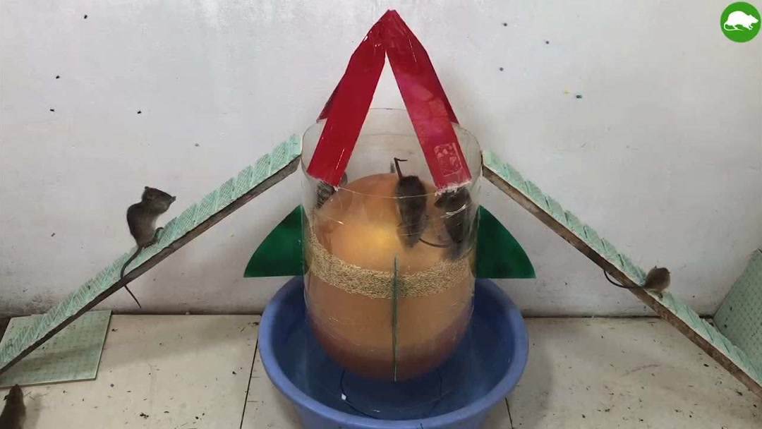 神奇捕鼠器:看用气球如何制作简易的捕鼠器