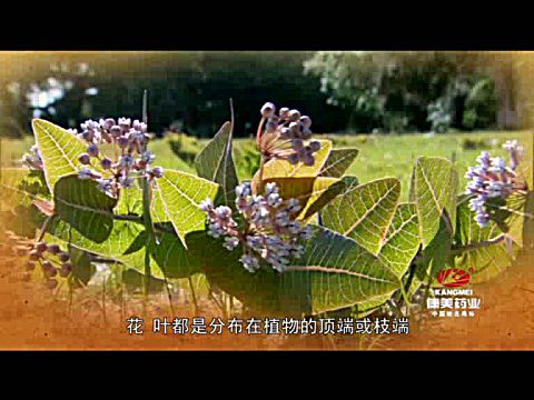 第4期 何首乌 药材不同部位入药的迥异功效