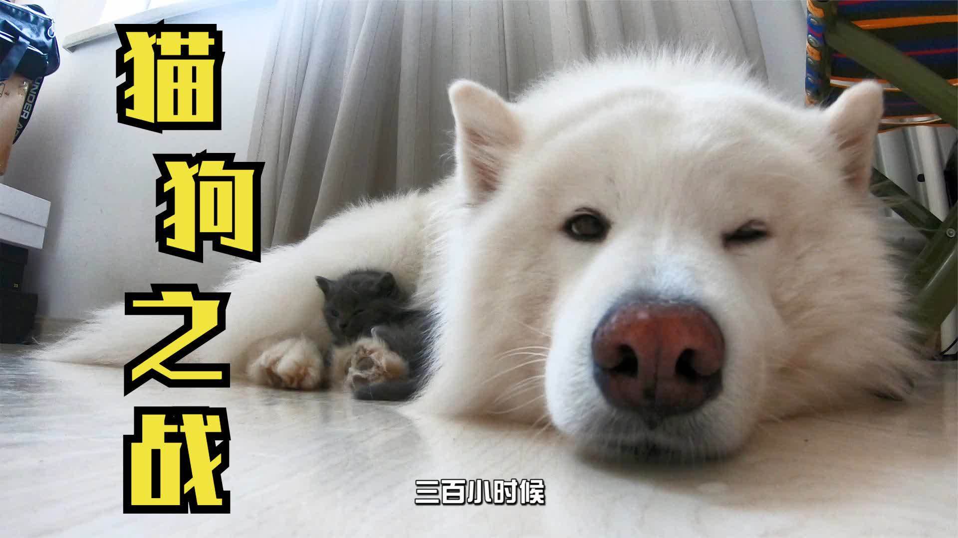 猫和狗为什么打架?从小一起长大的猫狗会打架吗