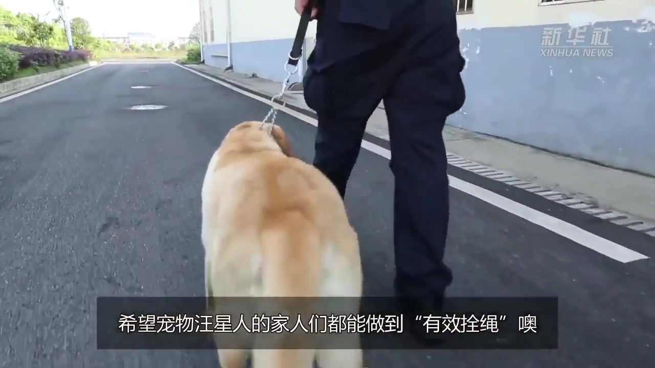 什么是遛狗有效拴绳?警犬阿布带你研究