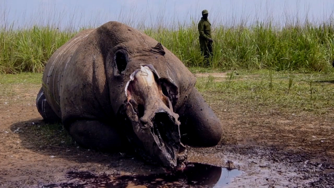 2008年北白犀在加兰巴的野外灭绝!又一即将将灭绝的物种!