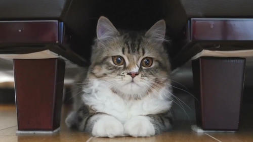 猫咪是靠什么方式分辨出主人的?