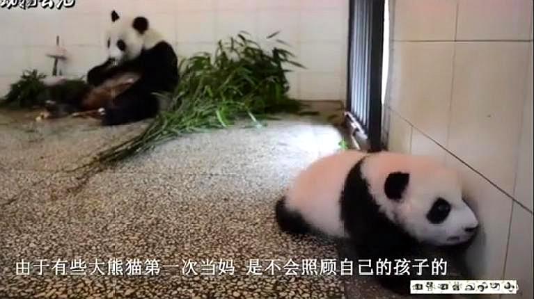 原来刚出生的大熊猫长这样,虽然丑了点,但还是挺可爱的