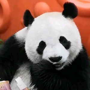 五彩Da大熊猫 