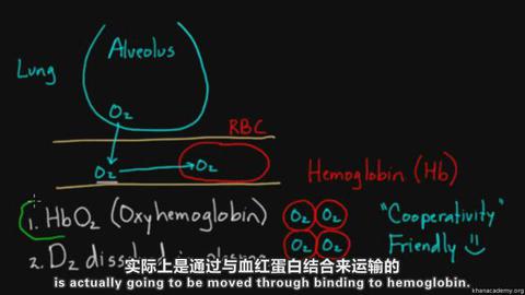 血红蛋白运输氧气和二氧化碳