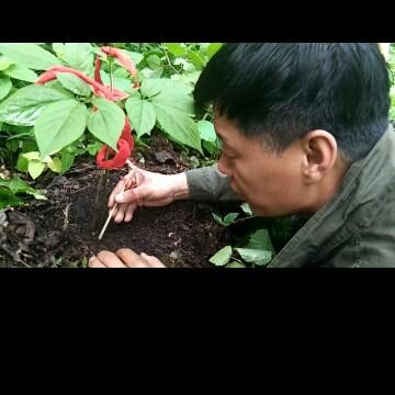 长白山宝叔带你识人参 