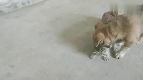 一条小狗去偷了一只萌猫咬死。在这小狗该咋处理?还能要么?