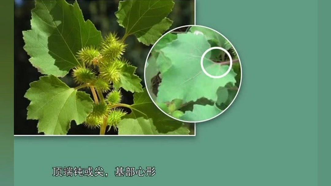 原来蒙古苍耳长这样