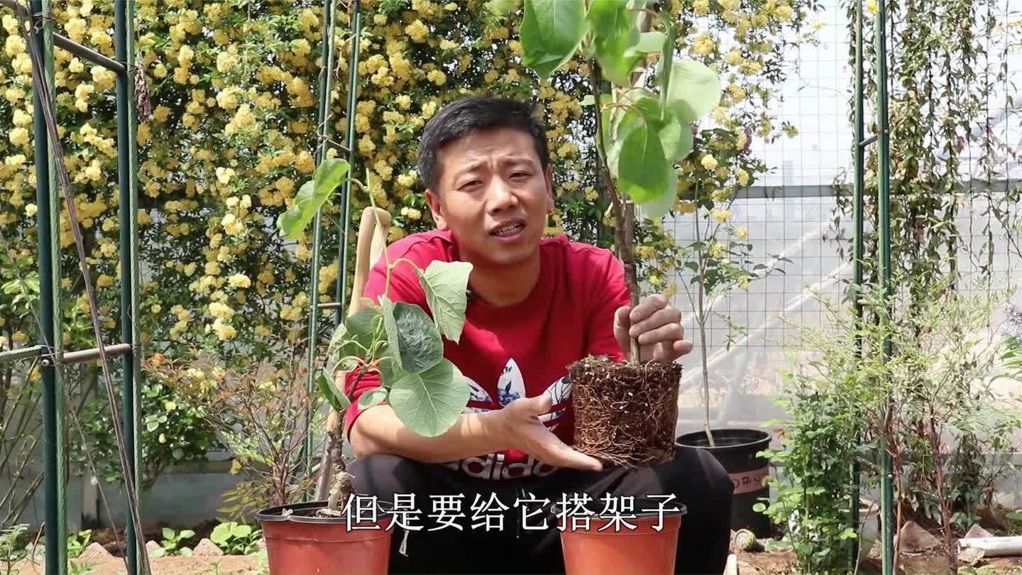 想吃猕猴桃?北方也可以种,掌握几个"关键点",一棵.