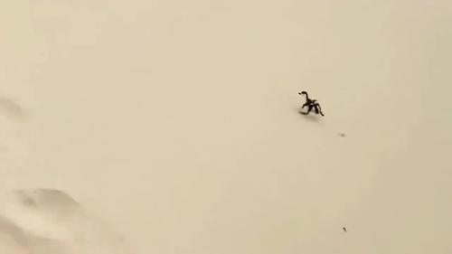 走了三天没走出沙漠,正着急时发现了它,终于能找到森林了