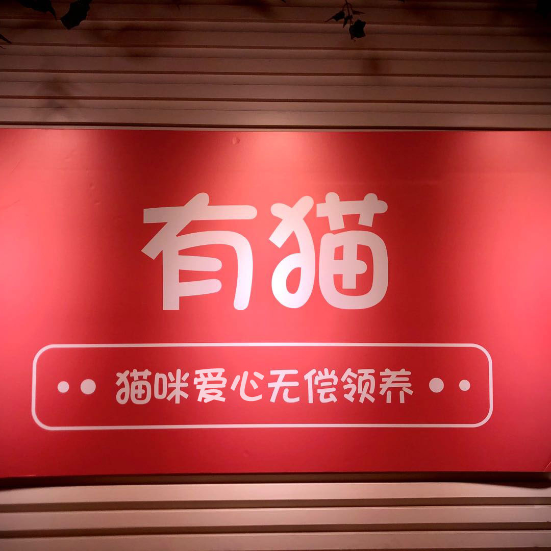 有猫爱心领养店 