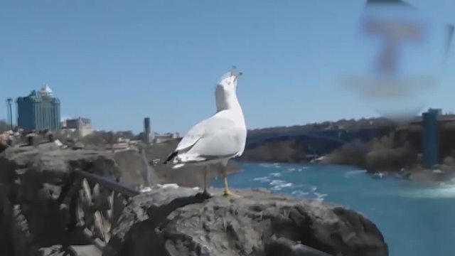 一个会动的玩具,吓住了两只狗狗,真是太好玩了!