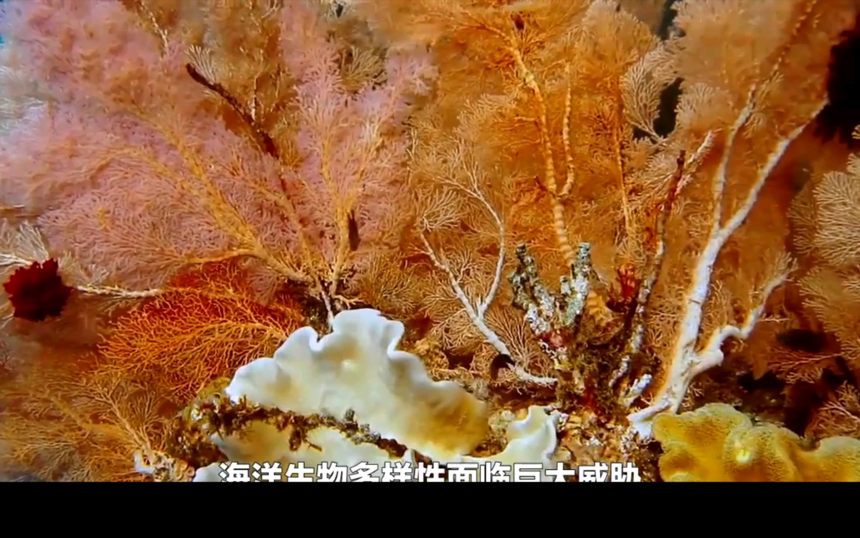 核污水对环境和人类的影响