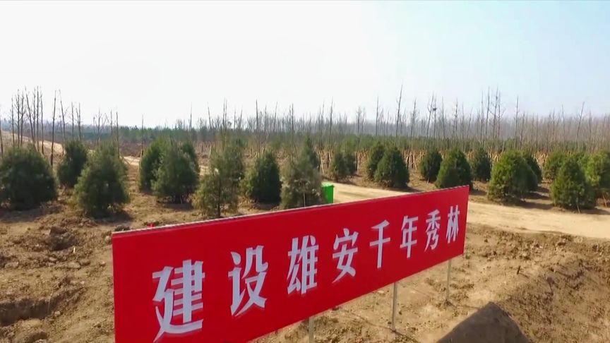 从满目黄土到绿树成荫,雄安“千年秀林”工程打造森林生态系统!