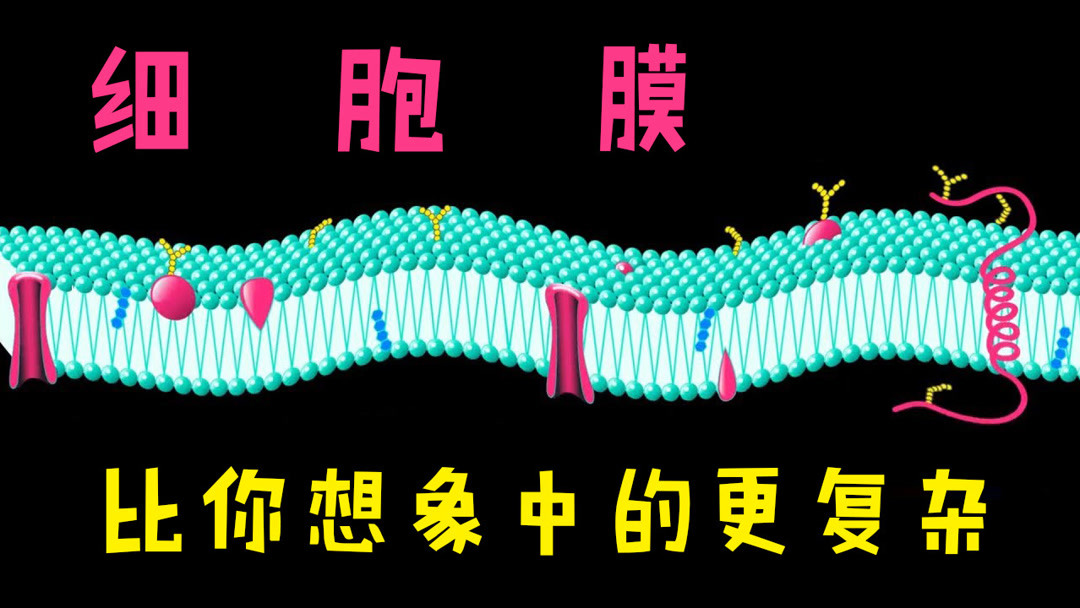 细胞膜是如何工作的?其实比你想象中的更复杂