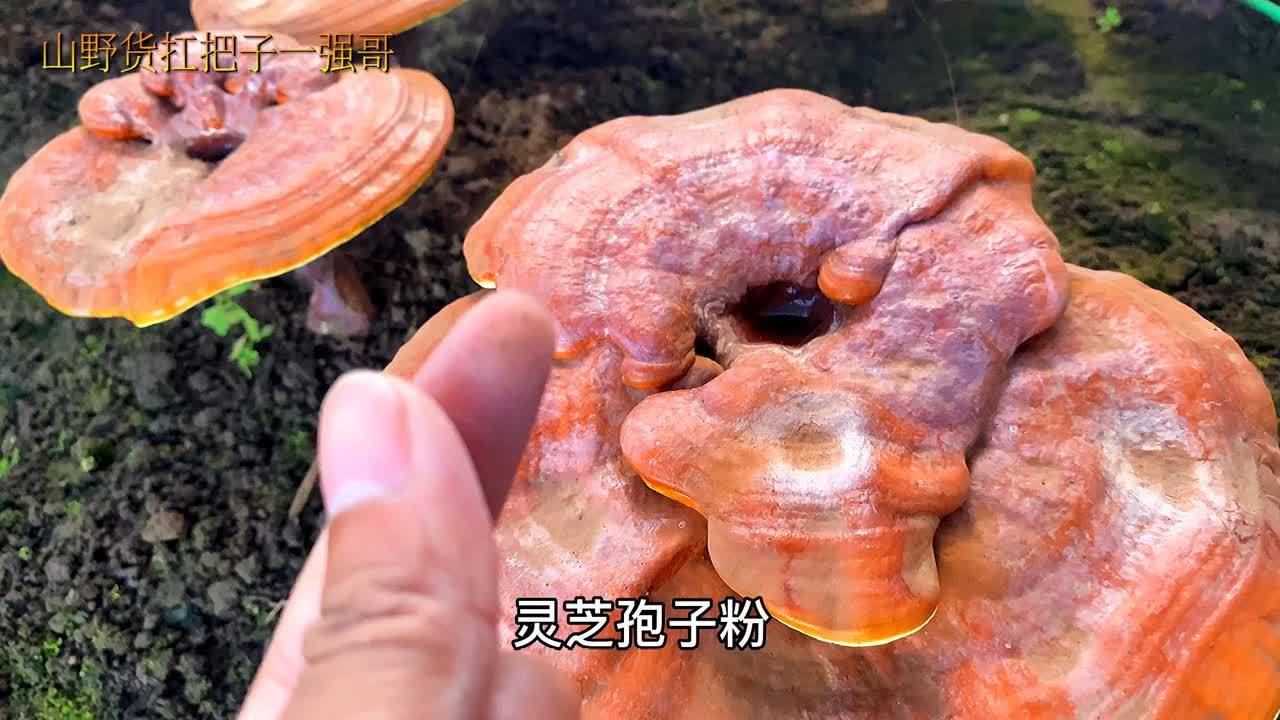 吉林寻宝,灵芝孢子粉种植和采集你见过吗?为啥市场上几百元一斤