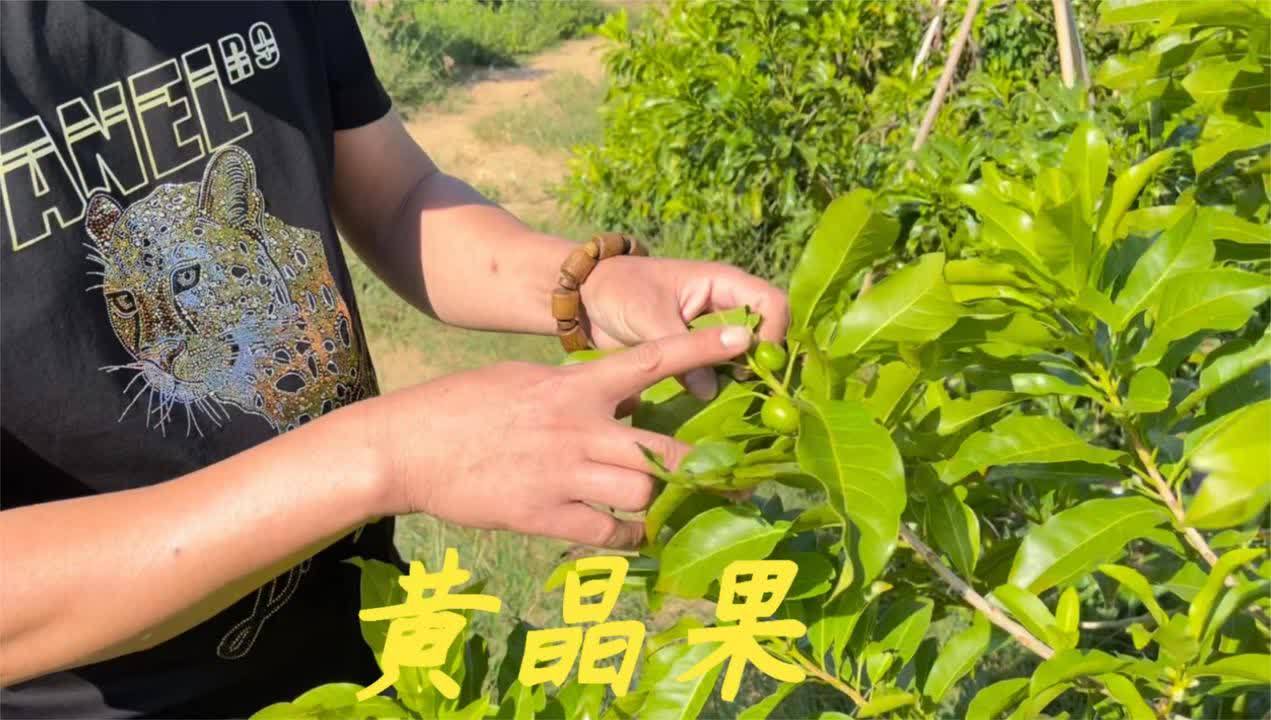 网友问老林还有没有黄晶果,今天带大家看看这批花挂的果多大了