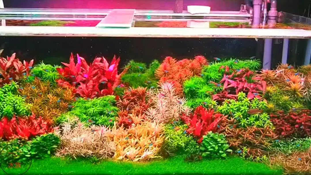 玩荷兰景草缸,用什么T5灯管最好,为啥这种灯被逐渐淘汰呢?