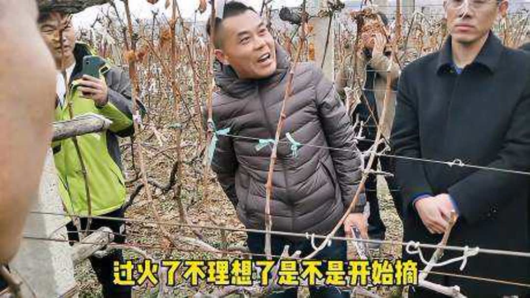 唐老师果园管理--葡萄的管理方式