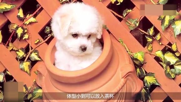 世界上体型最小的5种狗,用杯子就能当狗窝,好可爱!